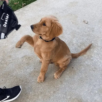 HarnessBuddy - The Original Personalized Dog Harness